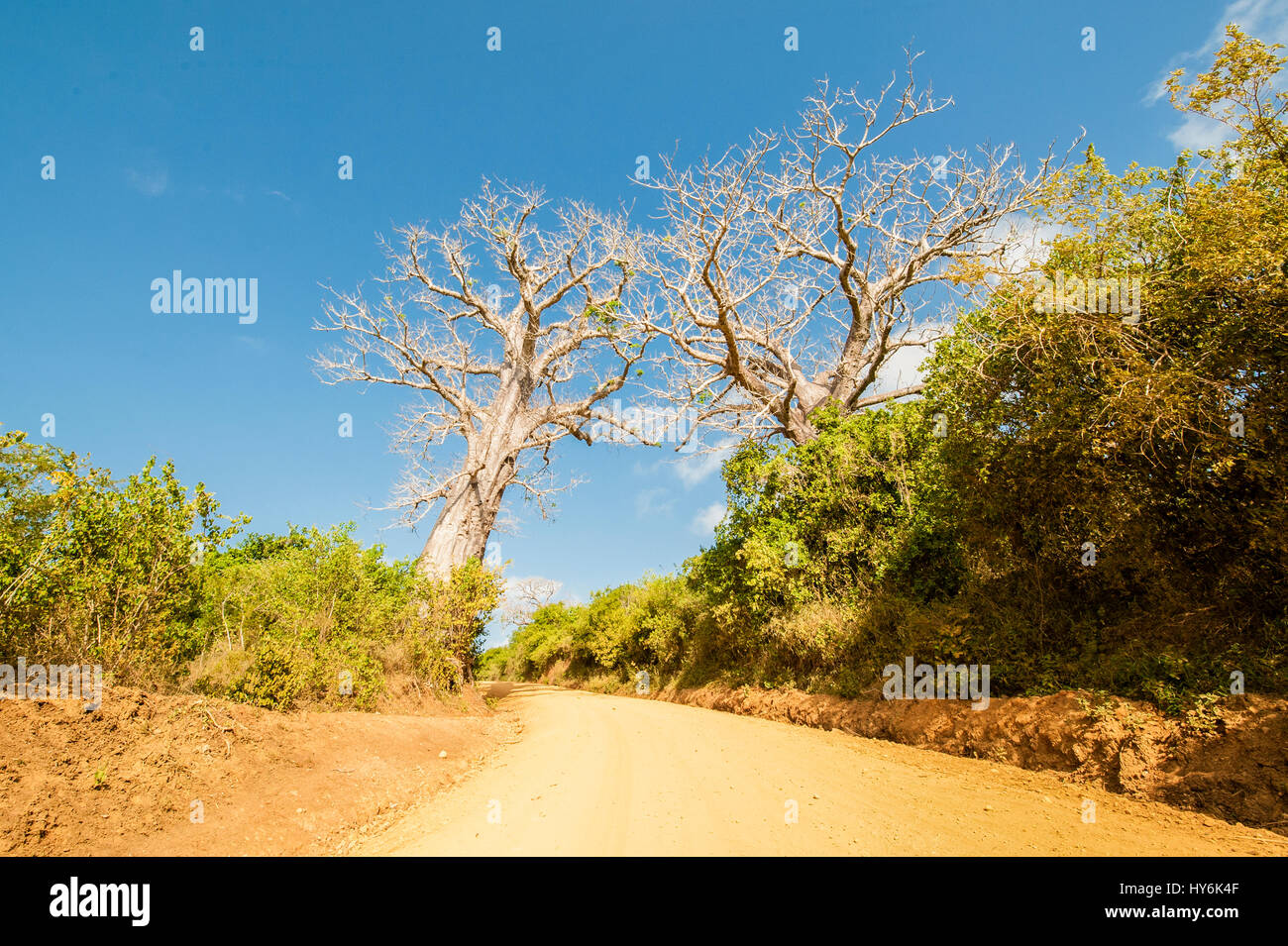 Twisted baobab tree hi-res stock photography and images - Alamy