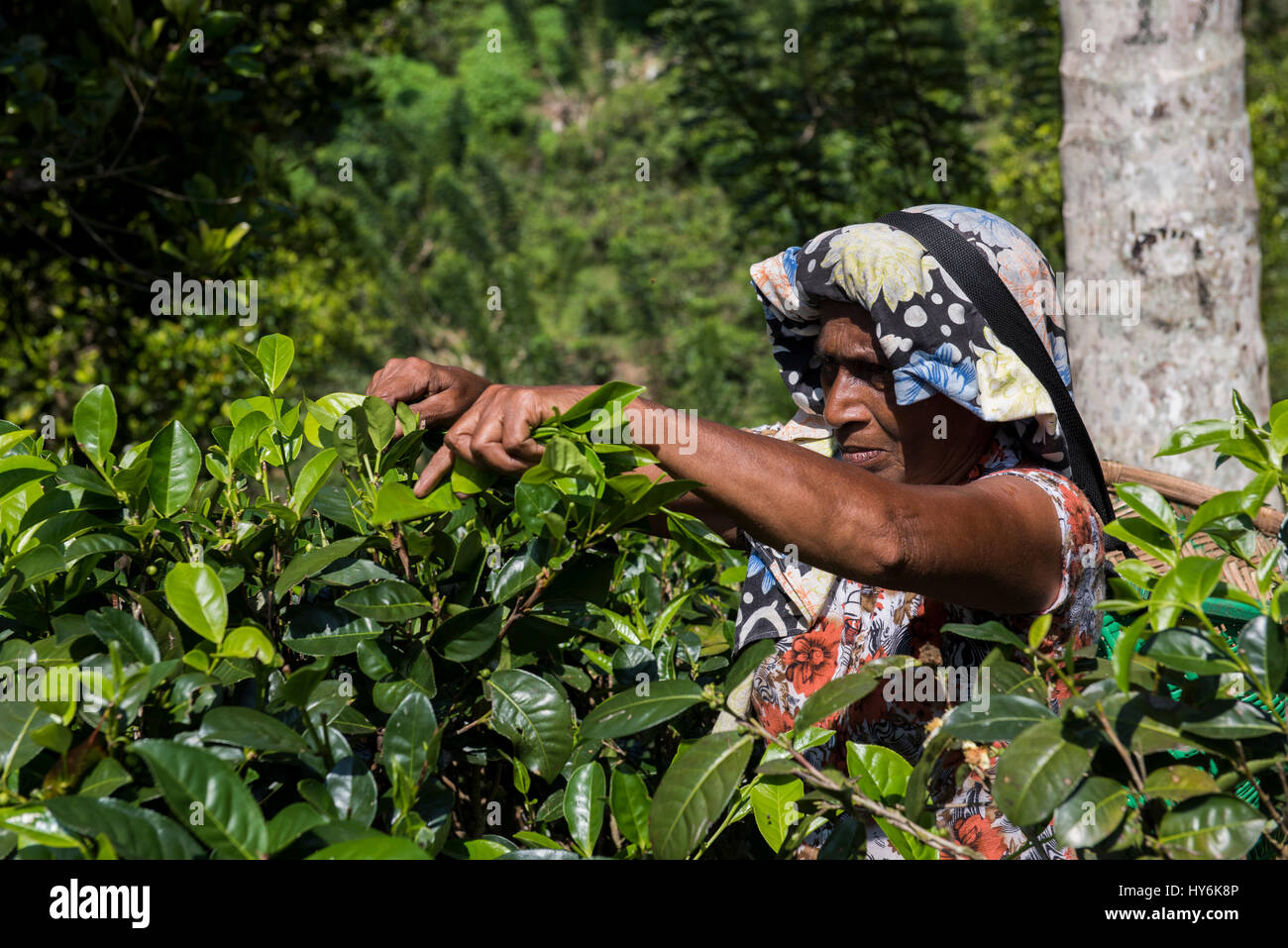 Sri Lanka, near Galle, village of Akuressa. Organic Green Tea Garden ...