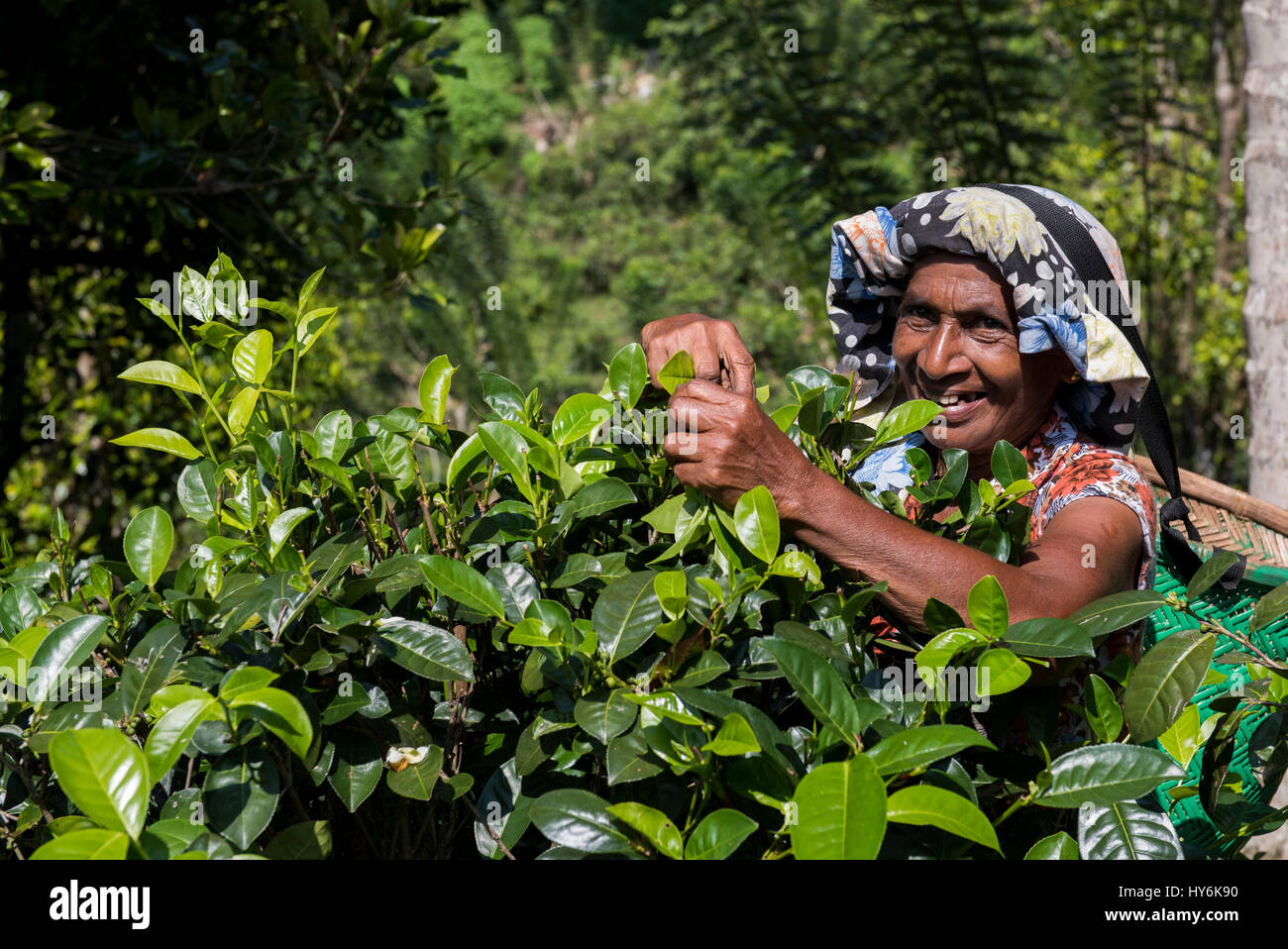 Sri Lanka, near Galle, village of Akuressa. Organic Green Tea Garden ...