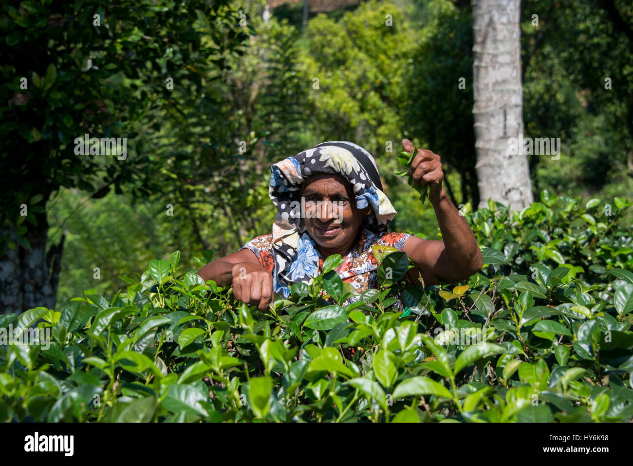 Sri Lanka, near Galle, village of Akuressa. Organic Green Tea Garden ...