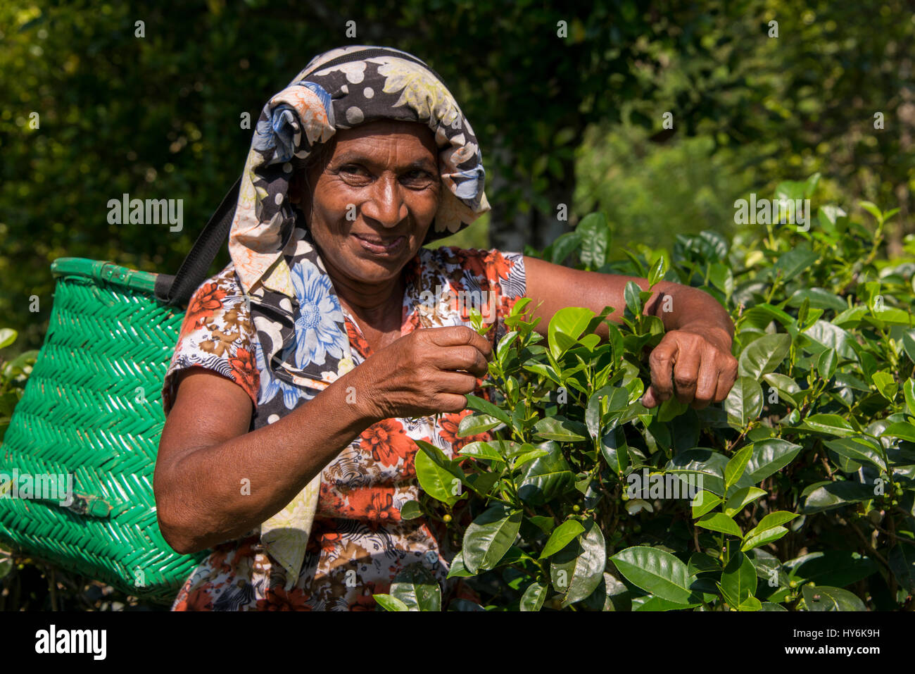 Sri Lanka, near Galle, village of Akuressa. Organic Green Tea Garden ...