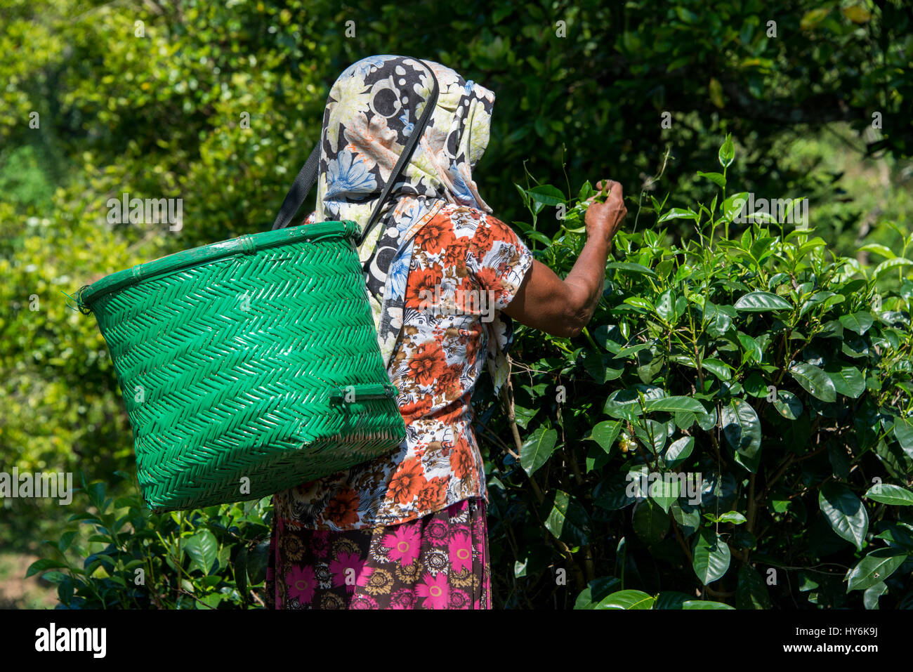 Sri Lanka, near Galle, village of Akuressa. Organic Green Tea Garden ...