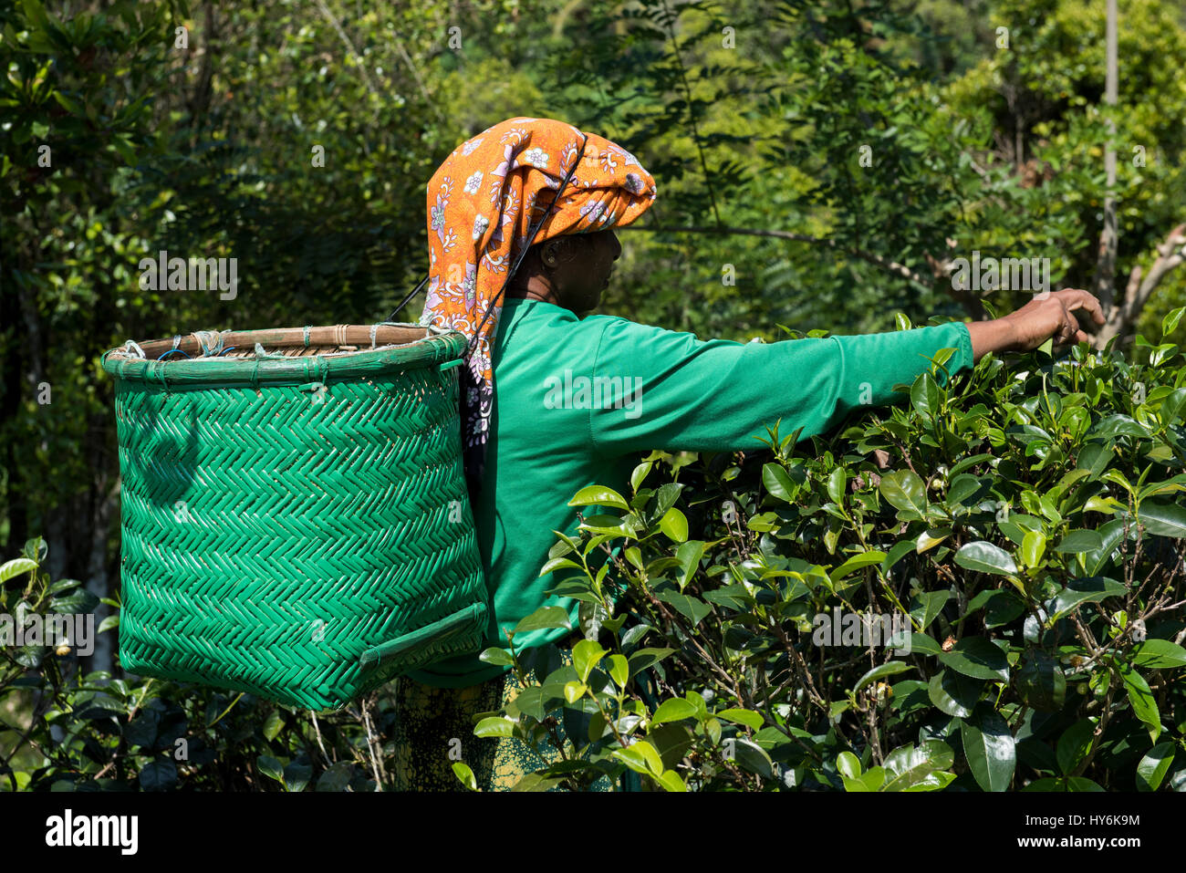 Sri Lanka, near Galle, village of Akuressa. Oorganic tea farm in ...
