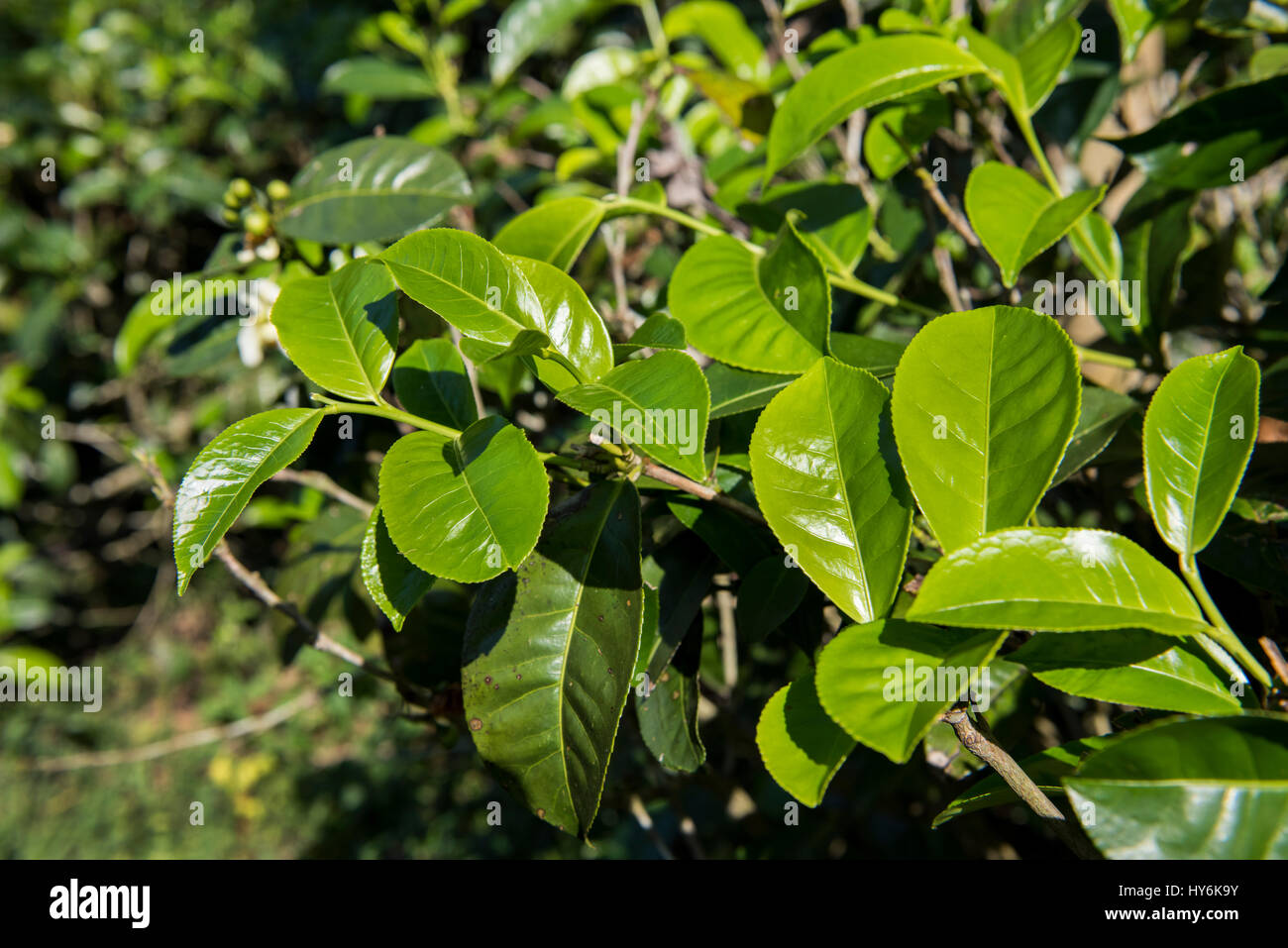 Sri Lanka, near Galle, Akuressa. Organic tea farm in southern Sri Lanka ...
