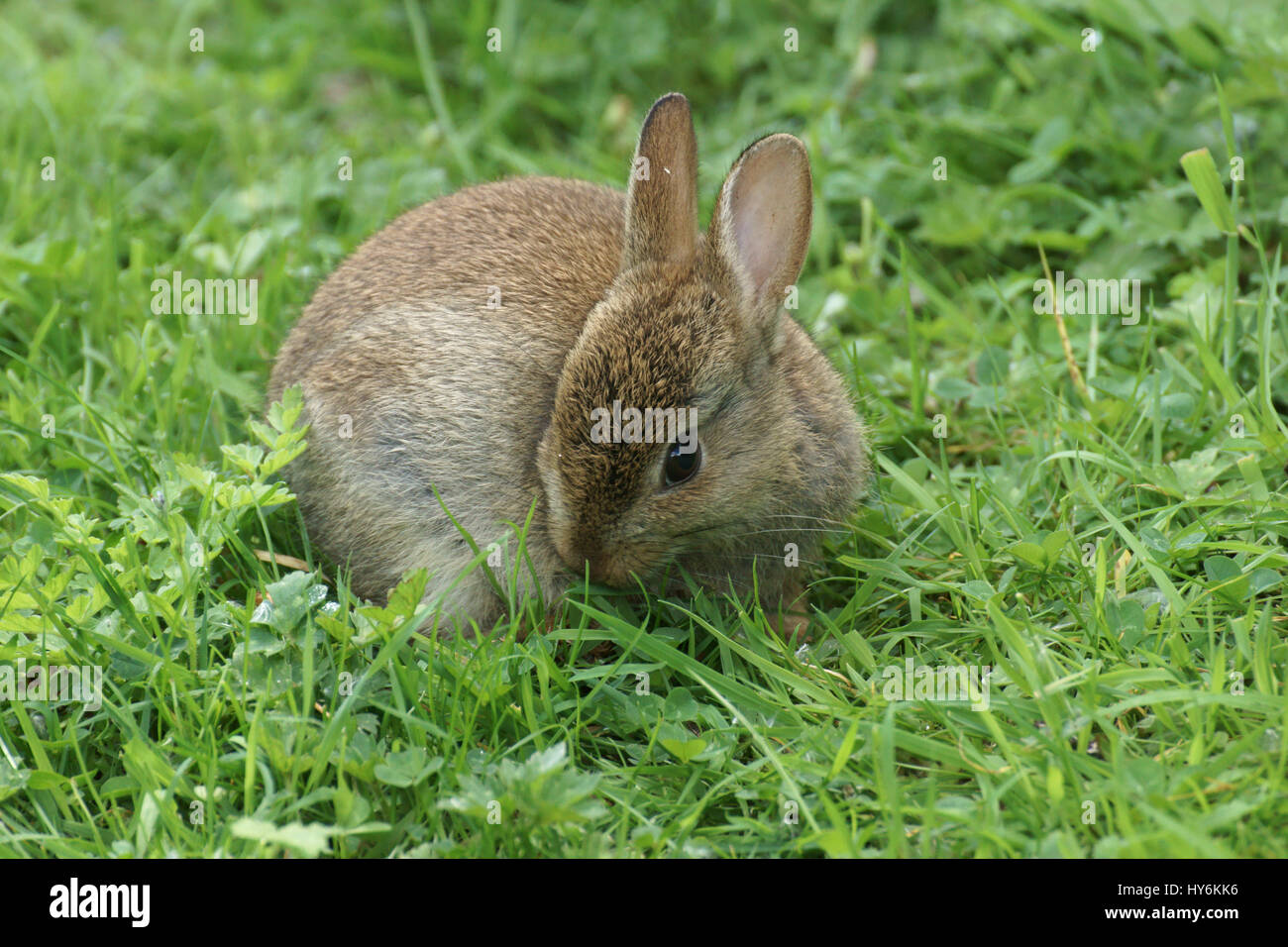 Rabbit and baby High Resolution Stock Photography and Images - Alamy