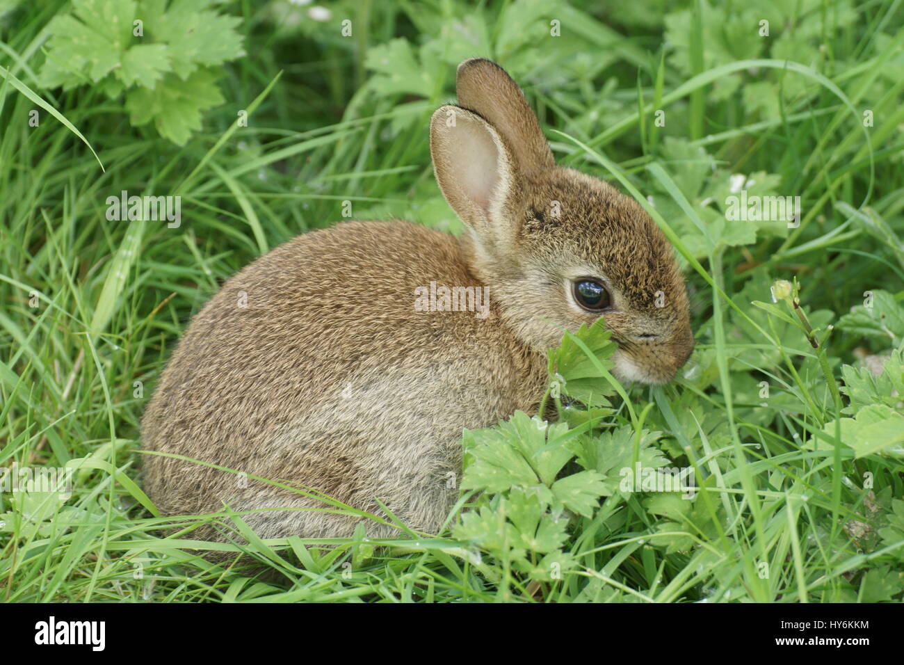 Photograph of baby rabbit hi-res stock photography and images - Alamy