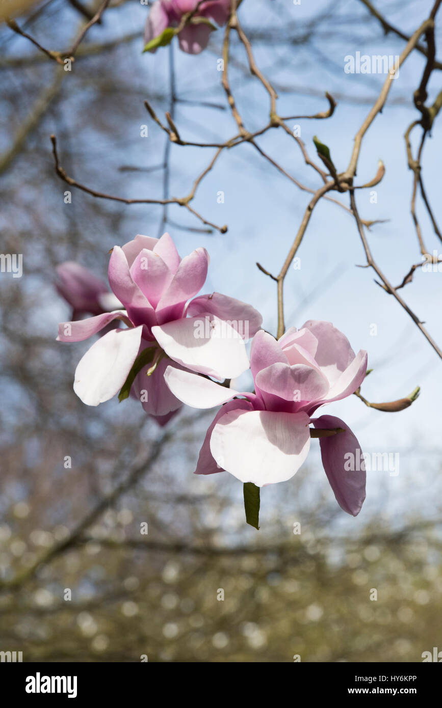 Magnolia iolanthe spring flower horticulture gardens gardening hi-res ...
