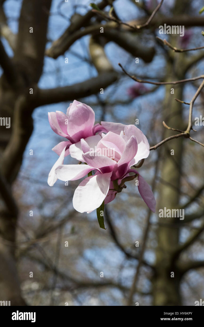 Magnolia iolanthe spring flower horticulture gardens gardening hi-res ...