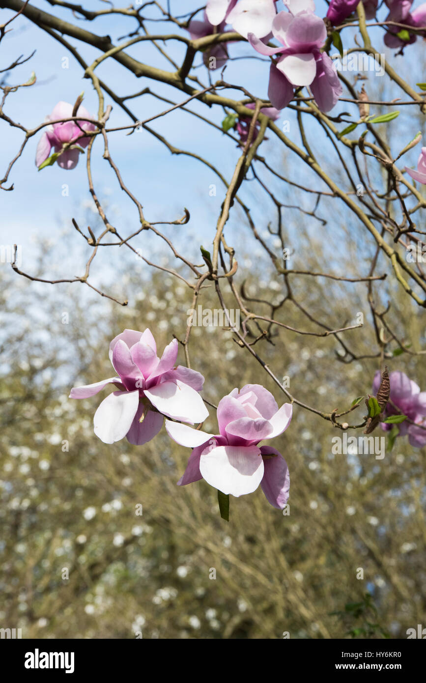 Magnolia iolanthe spring flower horticulture gardens gardening hi-res ...