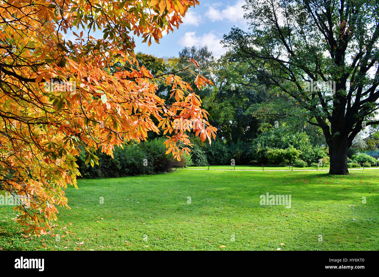 Green lawn and bush, left black tree Stock Photo - Alamy