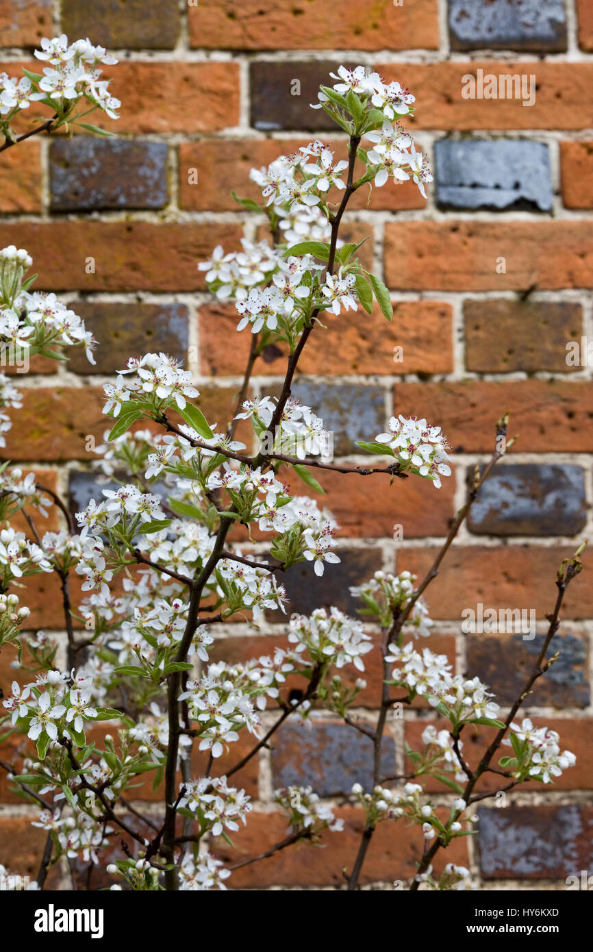 Hawthorne plant hi-res stock photography and images - Alamy
