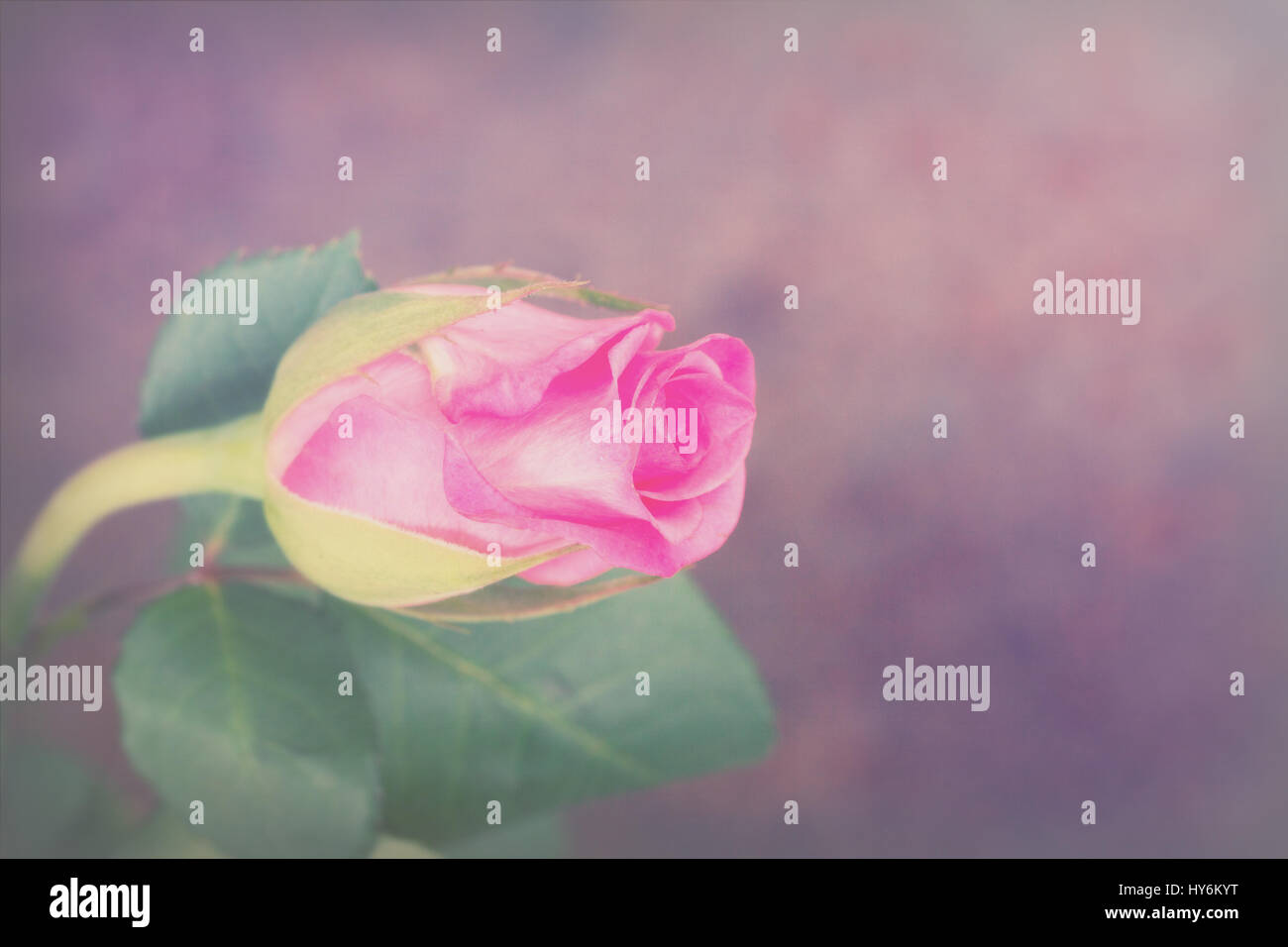 Delicate beautiful pink rose on a plain background Stock Photo - Alamy