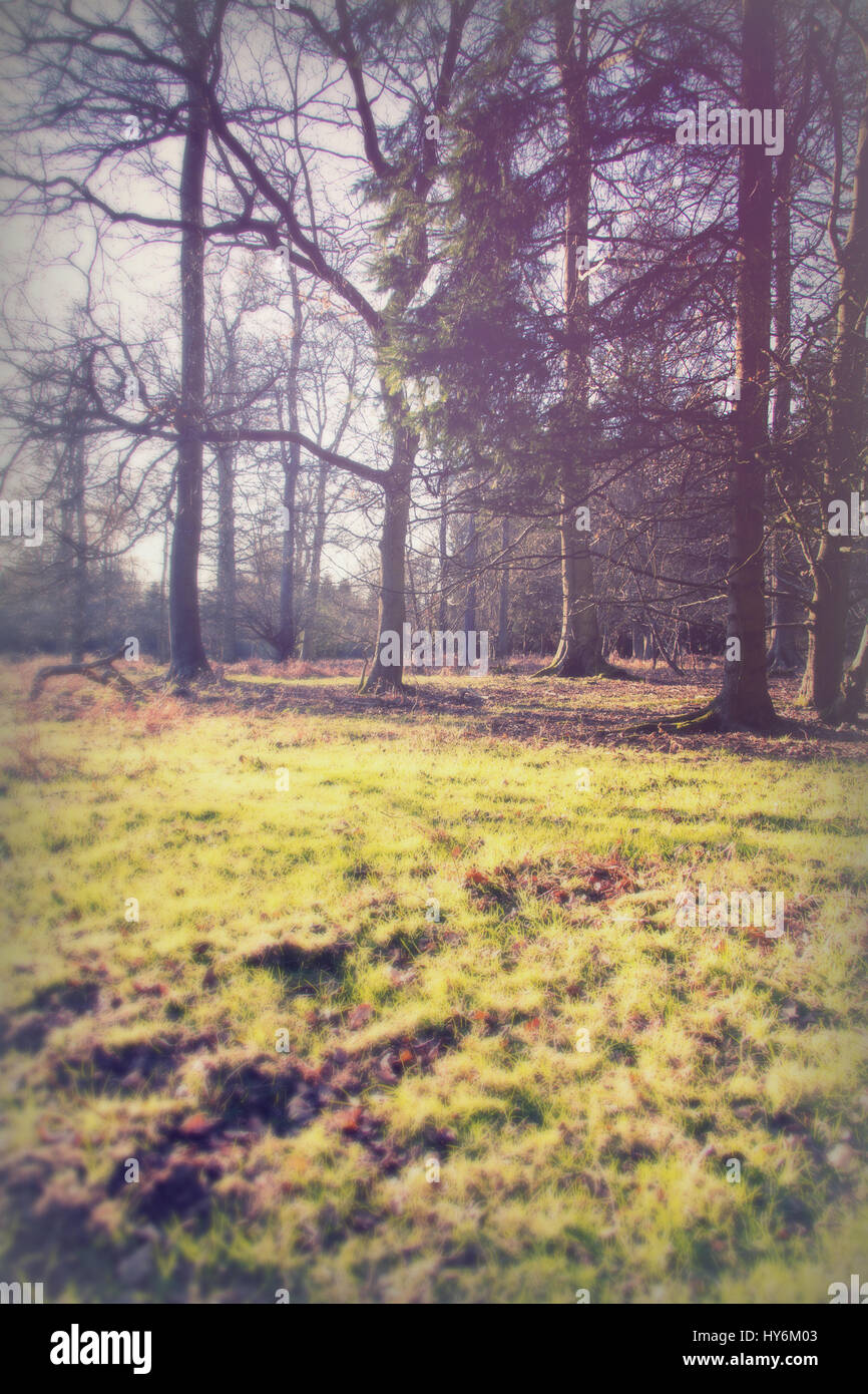 Low sun through trees in english woods Stock Photo - Alamy