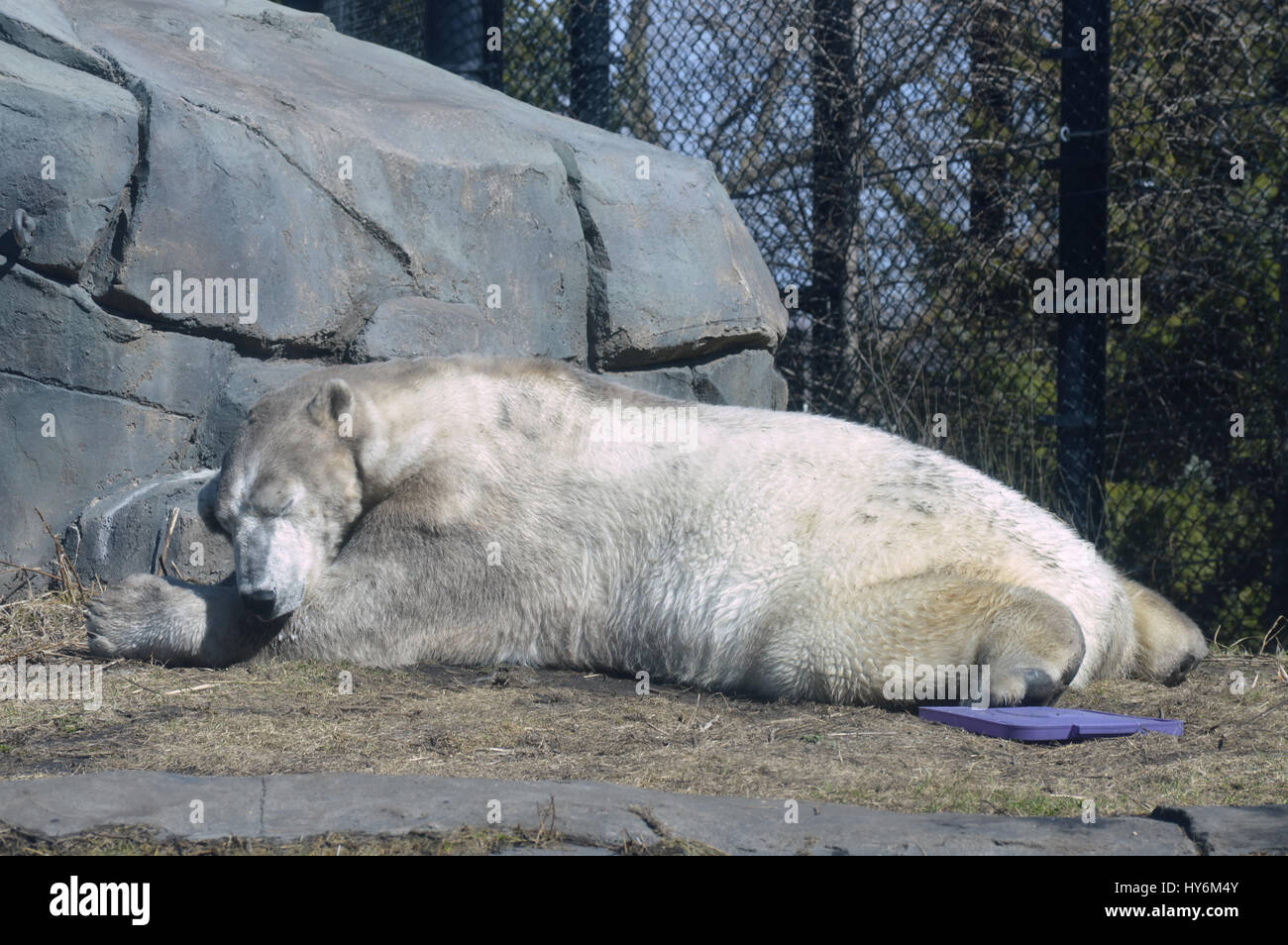 Tired bear hi-res stock photography and images - Alamy