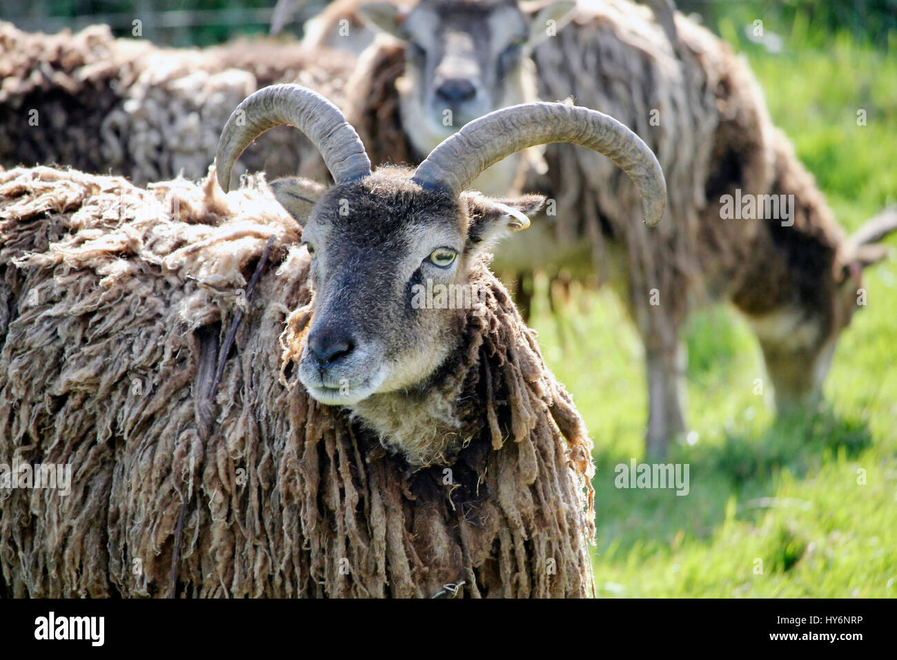Ram horn animal color hi-res stock photography and images - Alamy