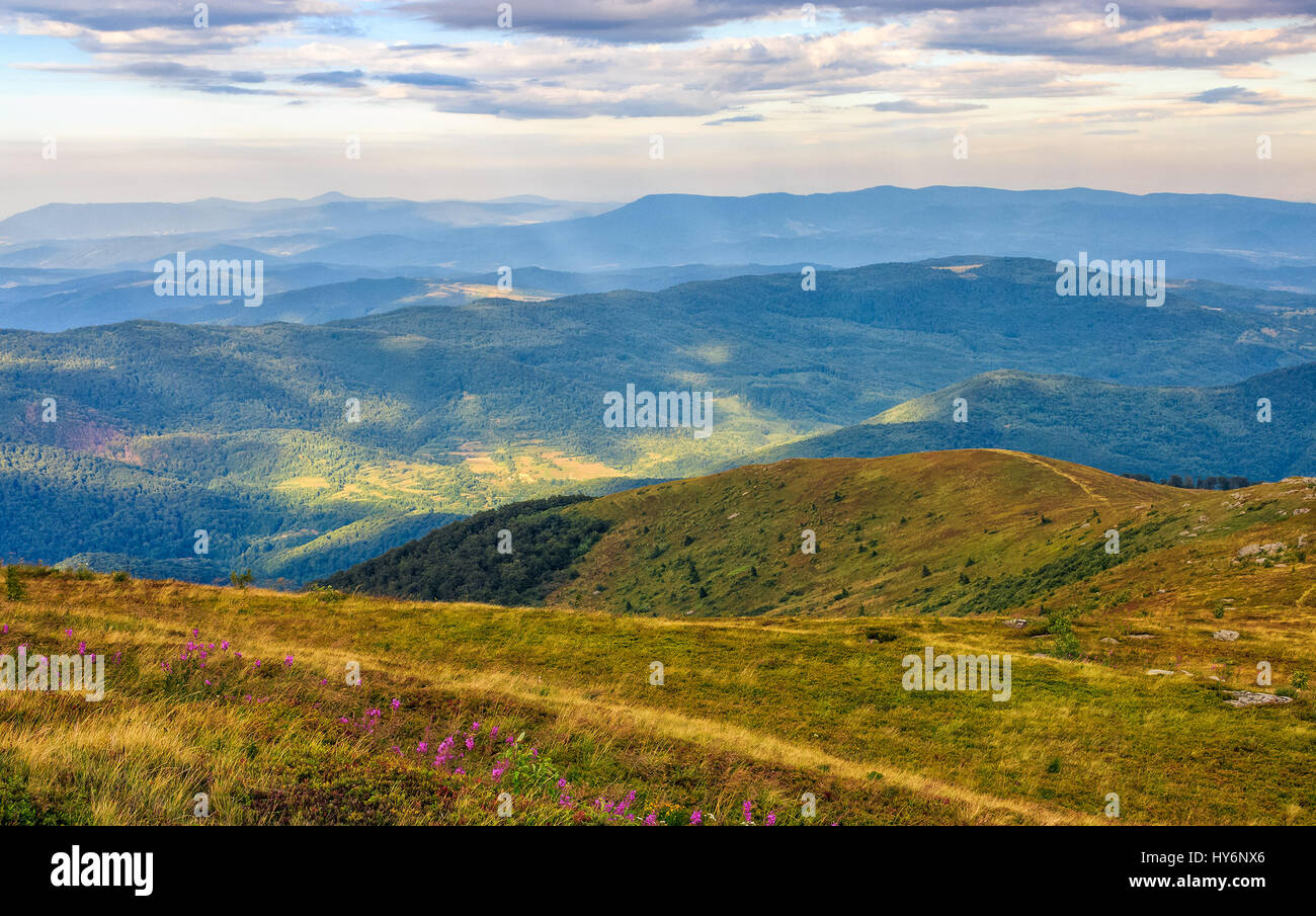 Meadow flower slope summer hi-res stock photography and images - Alamy