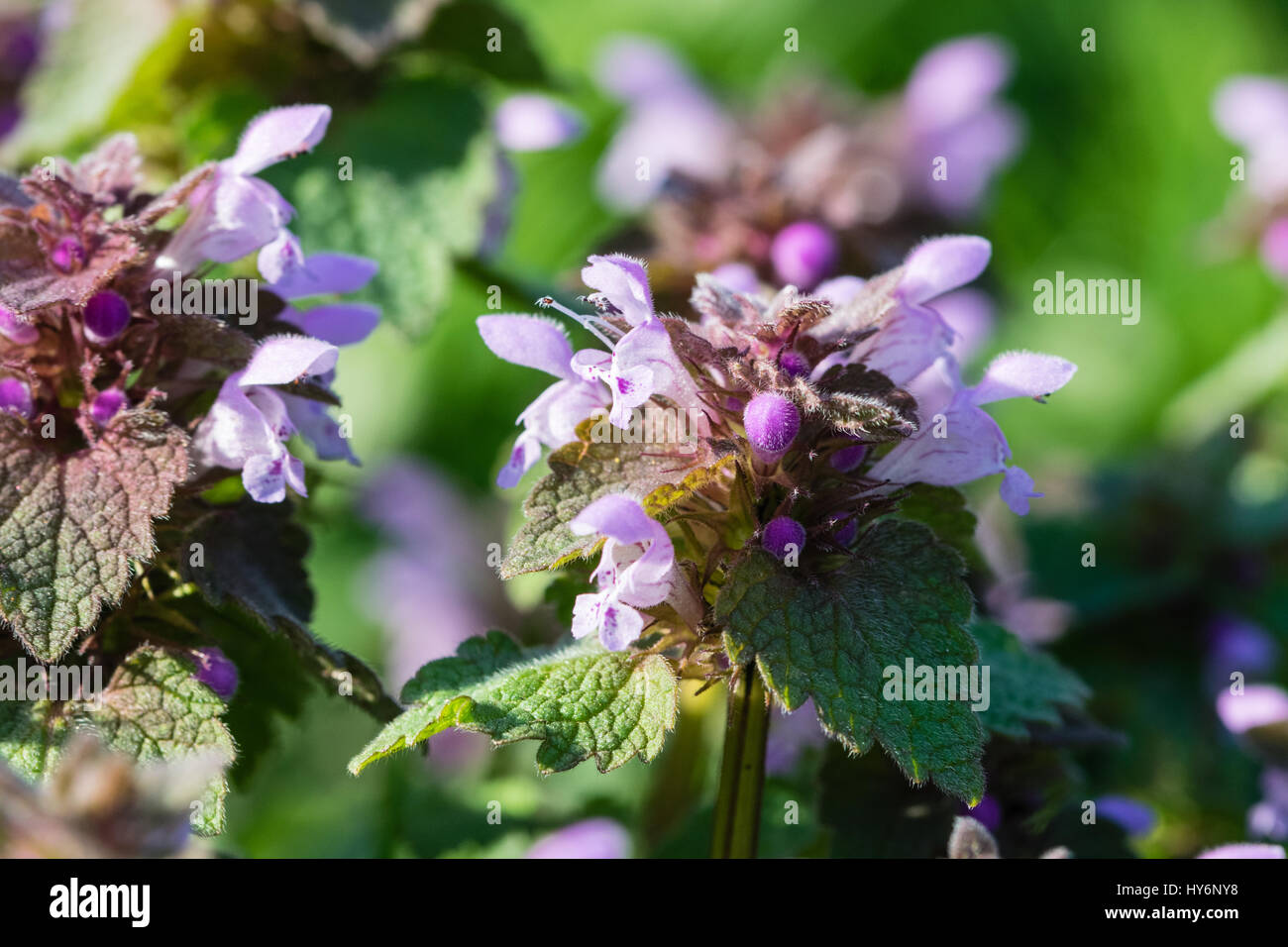 Purple dead-nettle wild flower Stock Photo - Alamy