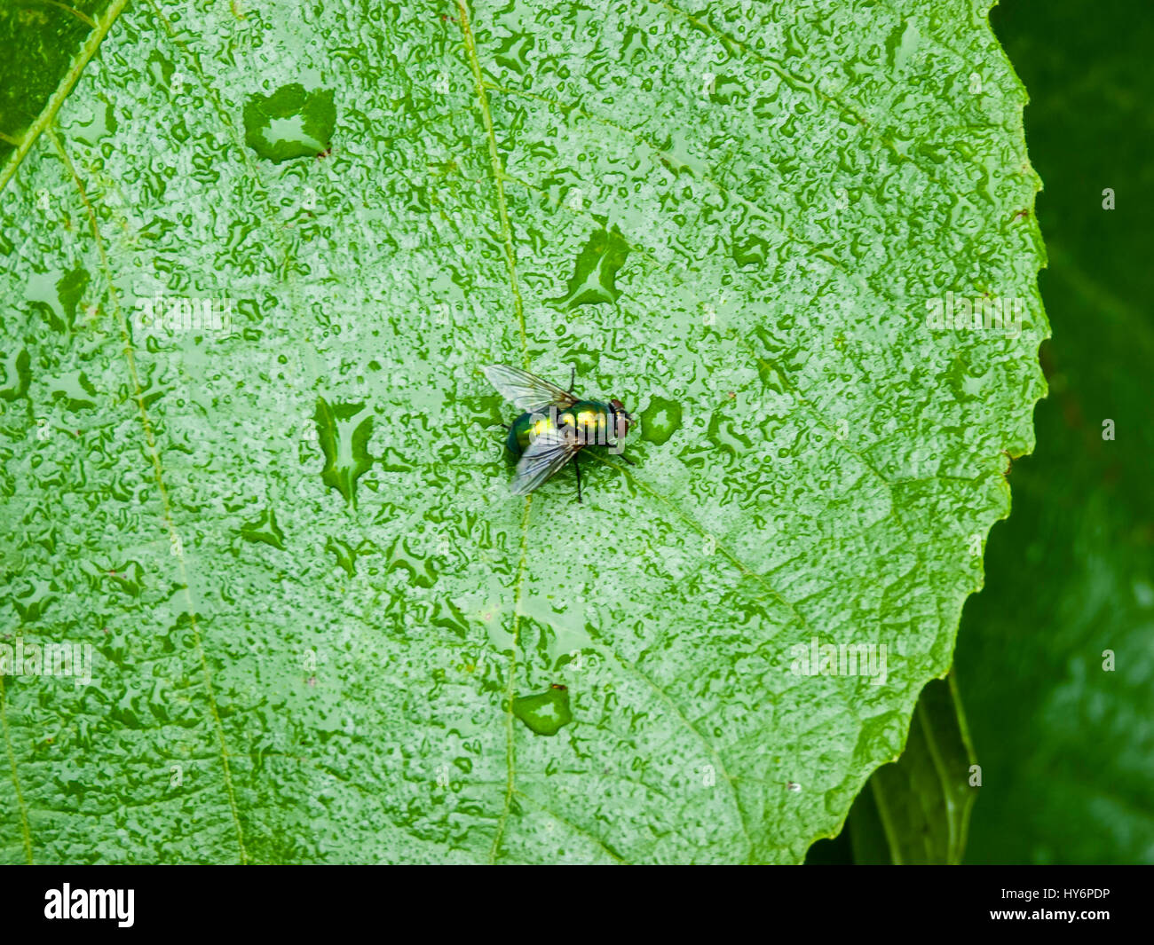 A fly sitting on a green leaf with rain drops Stock Photo - Alamy