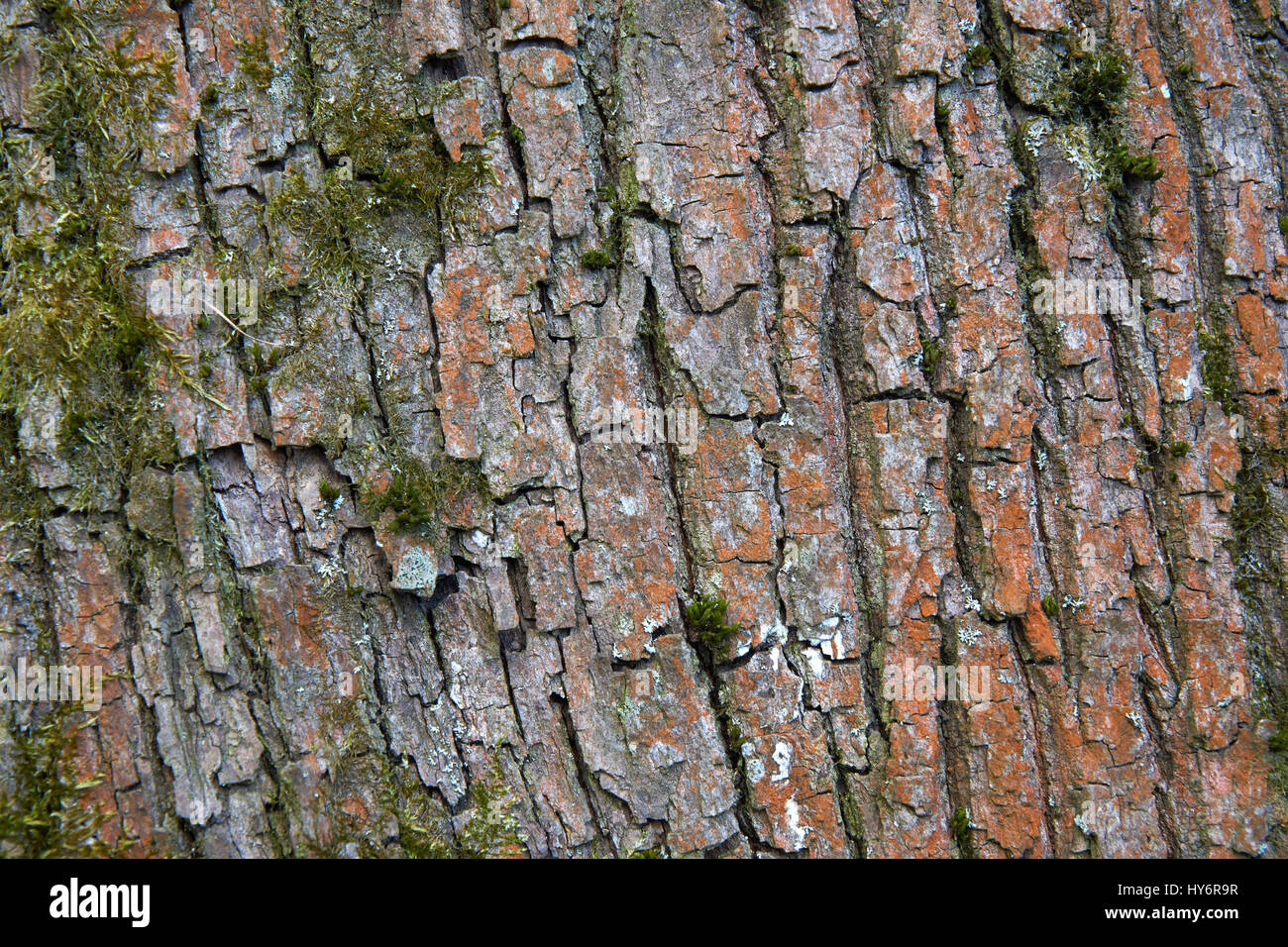 Tree bark texture close up Stock Photo - Alamy