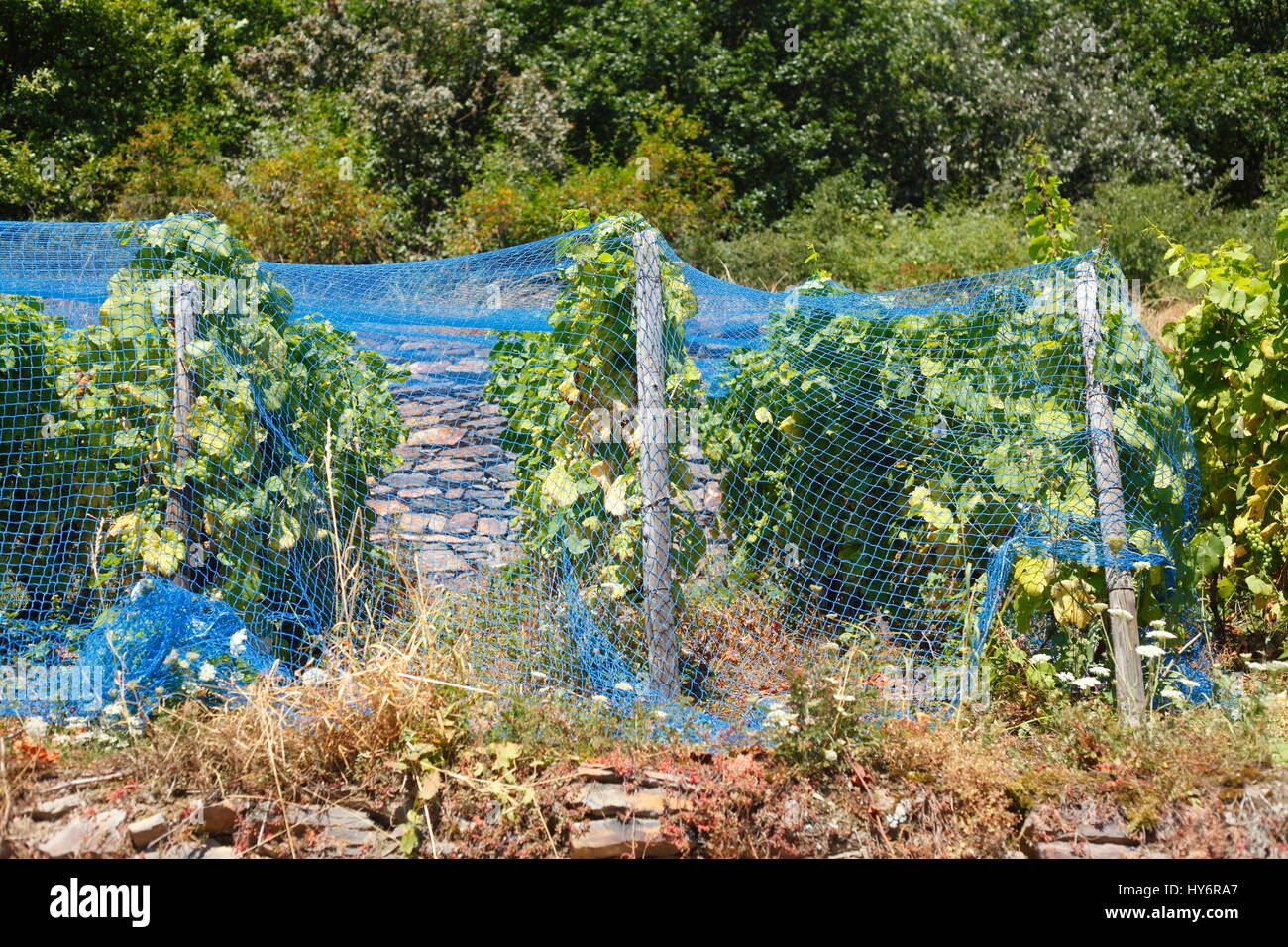 Vine nets hi-res stock photography and images - Alamy