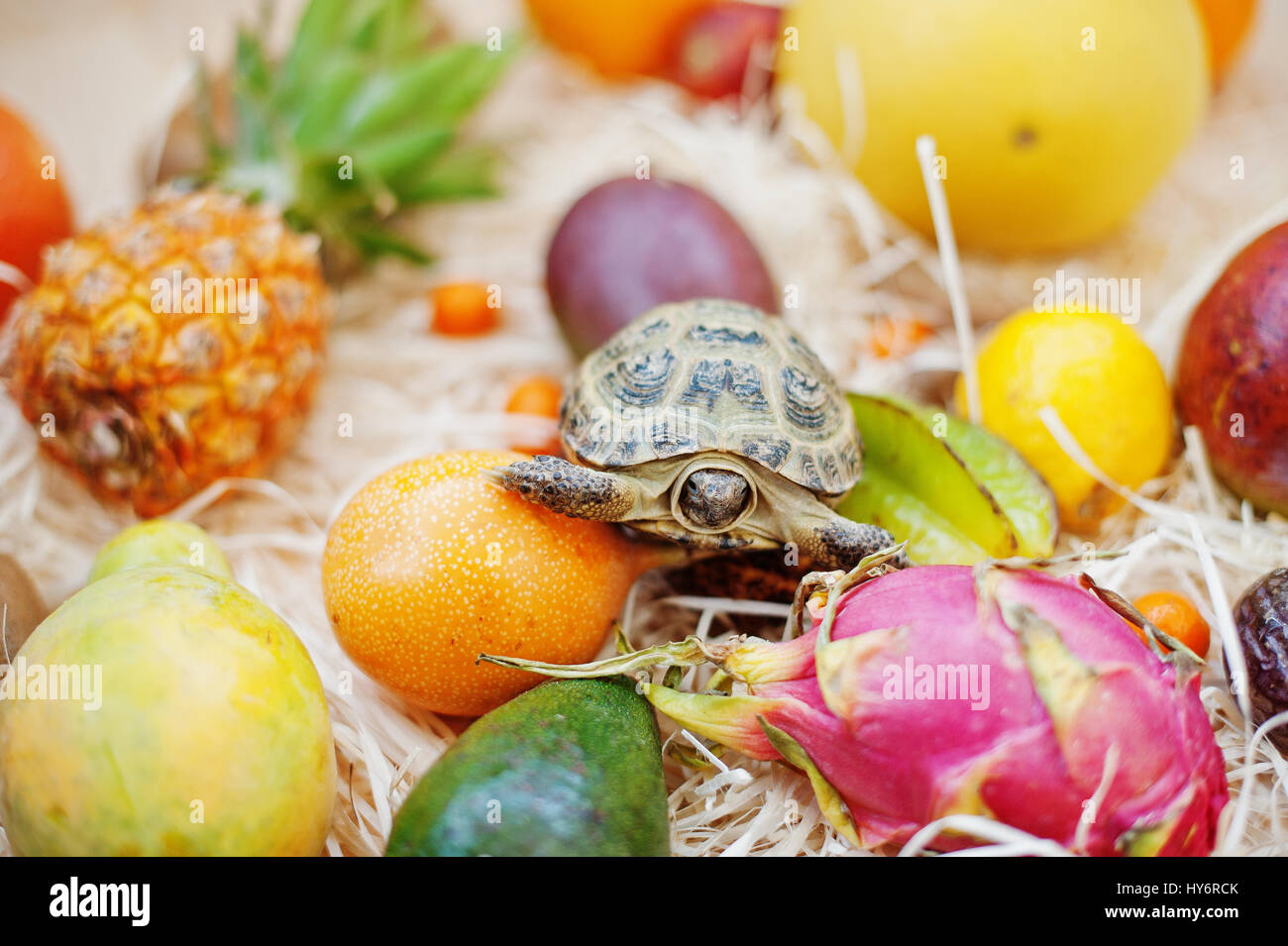 Small overland turtle on fresh exotic fruits Stock Photo - Alamy