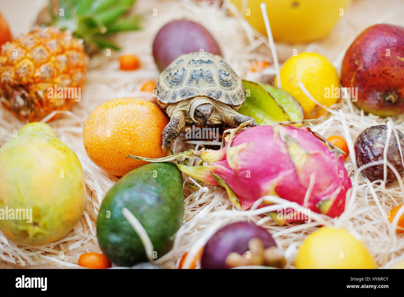 Small overland turtle on fresh exotic fruits Stock Photo - Alamy