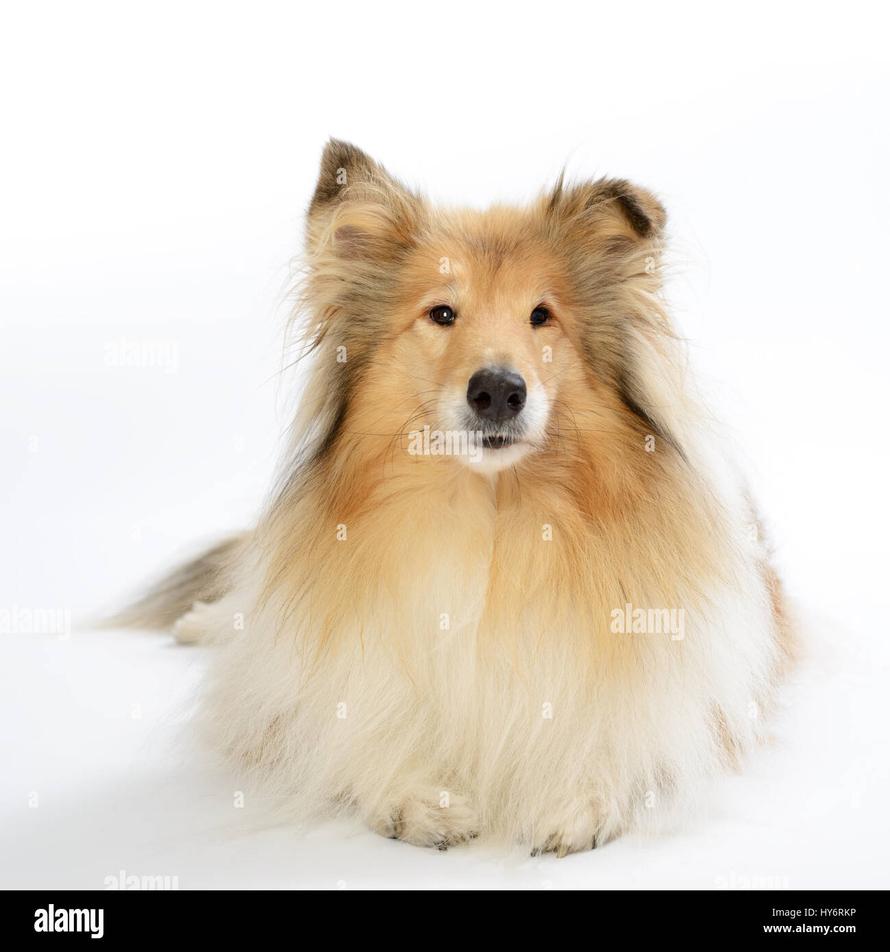 Rough collie dog in front of white background. Collie Hund liegt auf ...