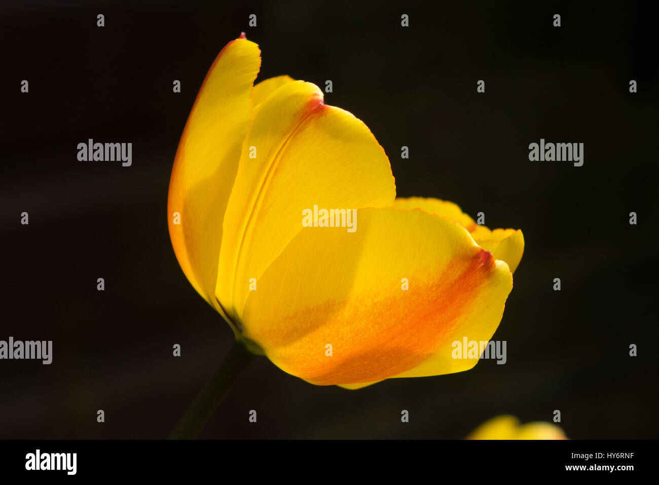 Bright backlit Orange Tuilp with dark background Stock Photo - Alamy