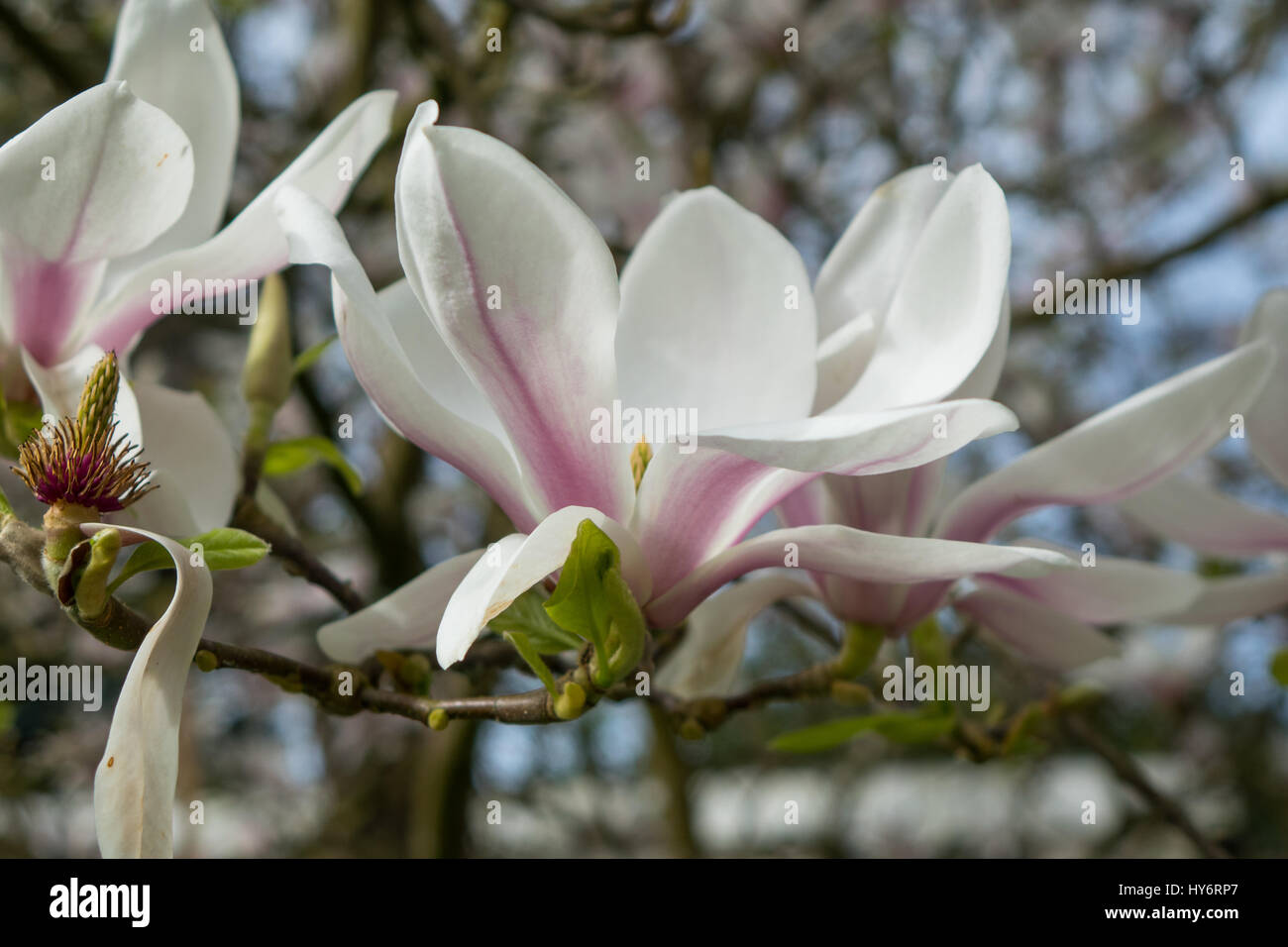 Magnolia tree in flower Stock Photo - Alamy