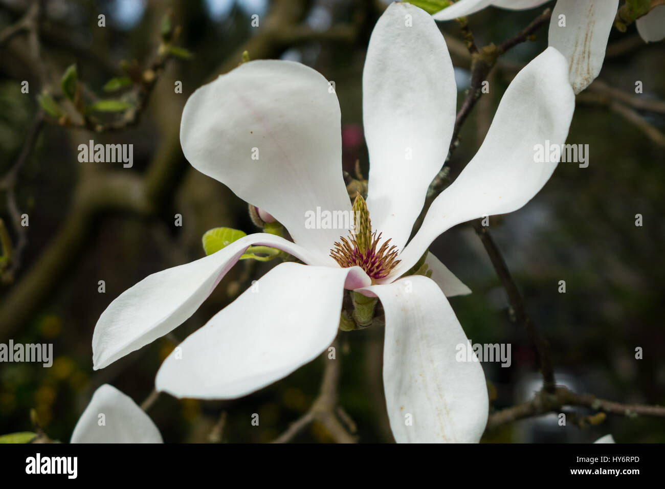 Fully open Magnolia flower Stock Photo - Alamy