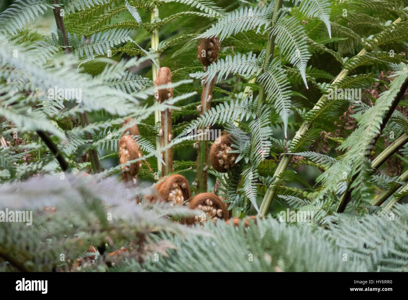 Tree fern uk garden hi-res stock photography and images - Alamy