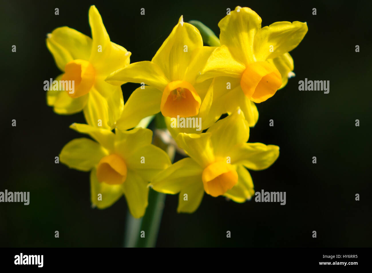 Multi headed Daffodil Narcissi in the spring sunshine Stock Photo - Alamy