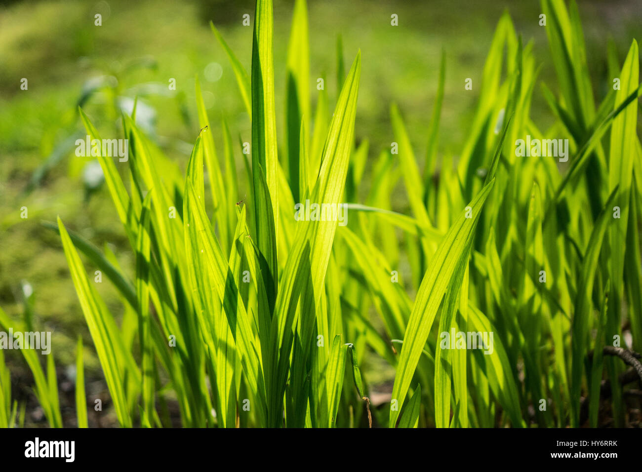 New blades of leaves in the spring sunshine Stock Photo - Alamy