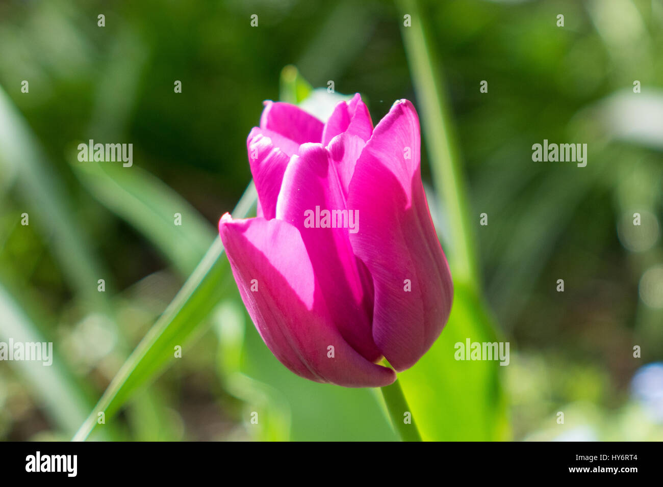 Tulip spring sunshine hi-res stock photography and images - Alamy