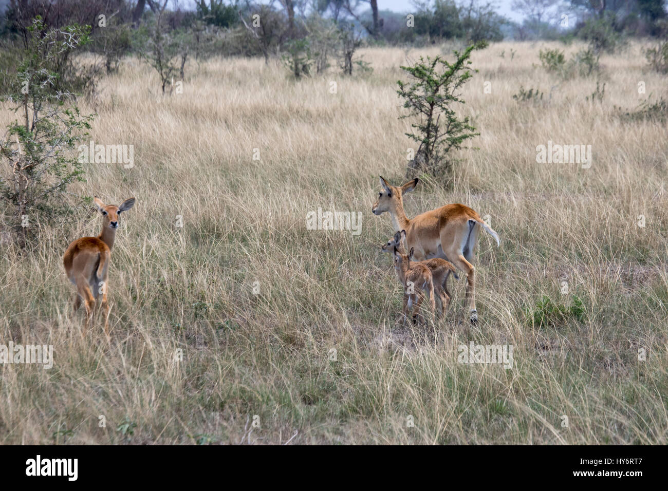 Female kob antelopes with two offspring in tall grasses of Ishasha ...