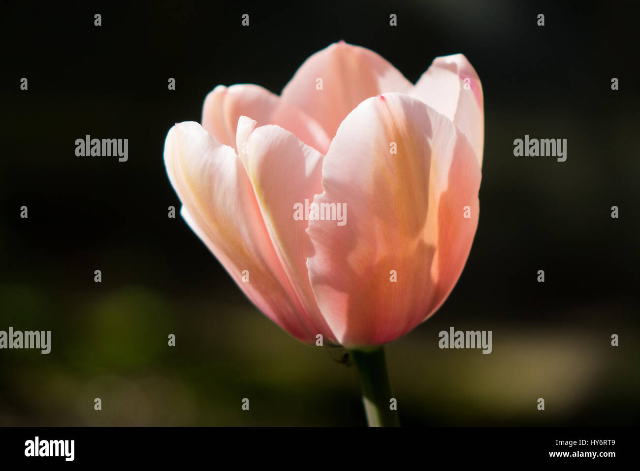 Dark peach hi-res stock photography and images - Alamy