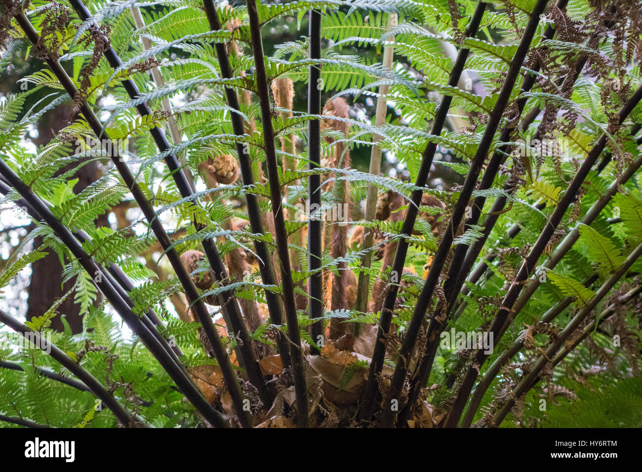New fronds on a Tree Fern Stock Photo - Alamy