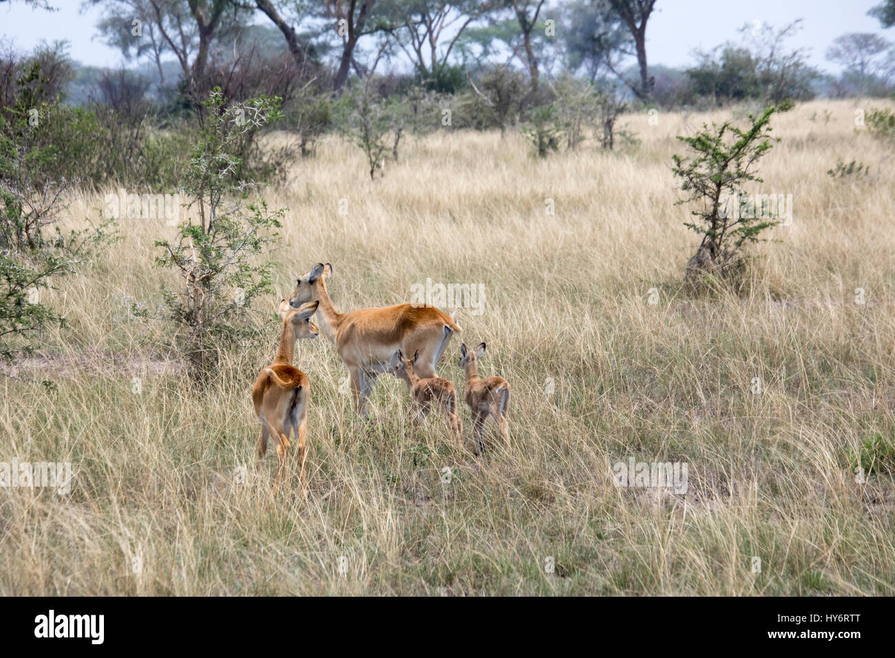 Female kob antelopes with two offspring in tall grasses of Ishasha ...
