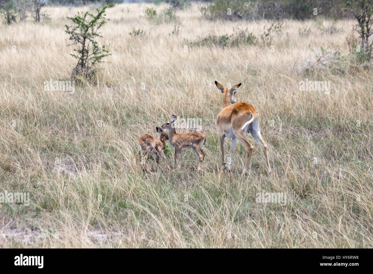 Female kob antelope with two offspring in tall grasses of Ishasha ...