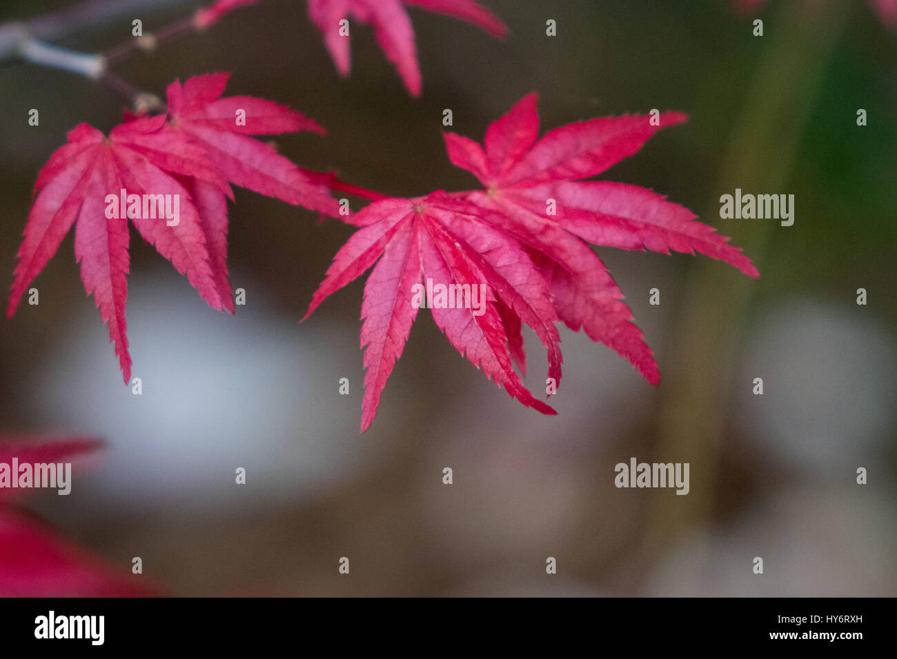New reddy pink Acer leaves close up Stock Photo - Alamy