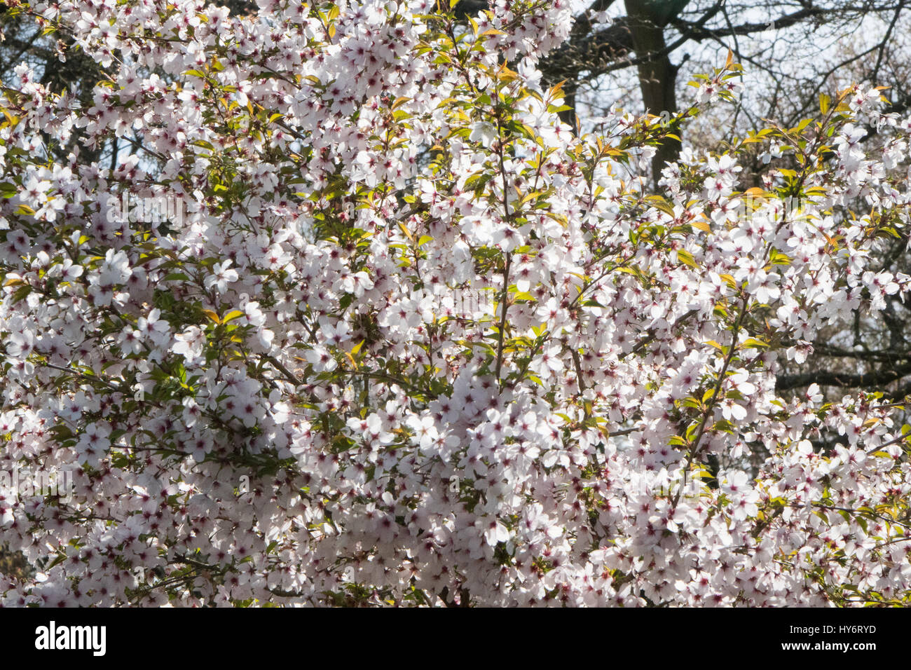Hundreds of White spring blossom Stock Photo - Alamy