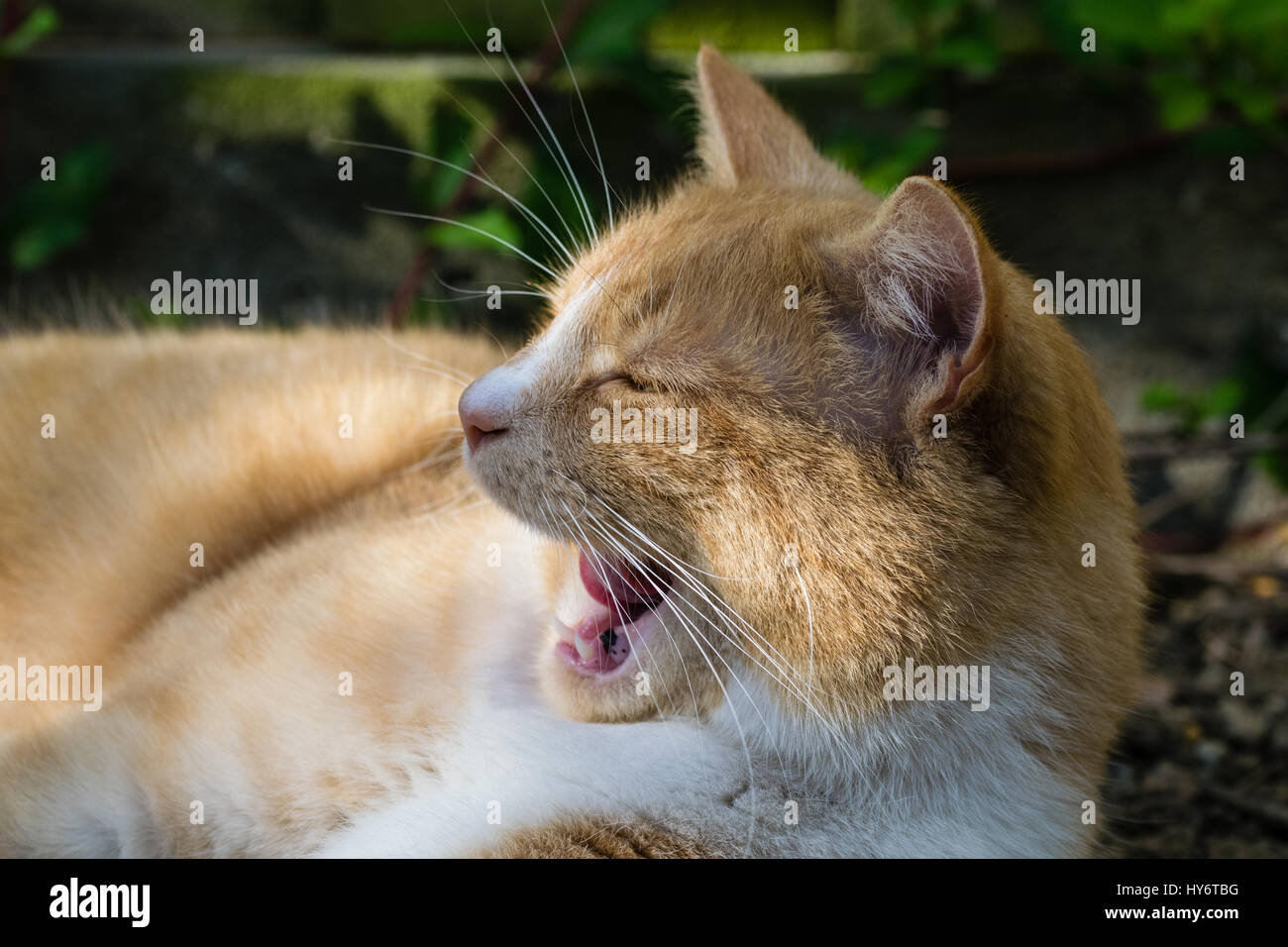 Cat yawn side view hi-res stock photography and images - Alamy