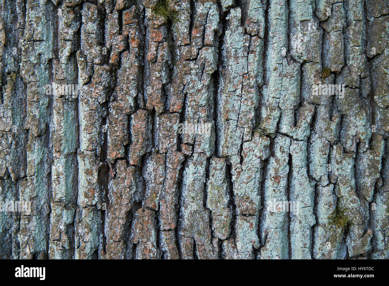 Tree bark texture close up Stock Photo - Alamy