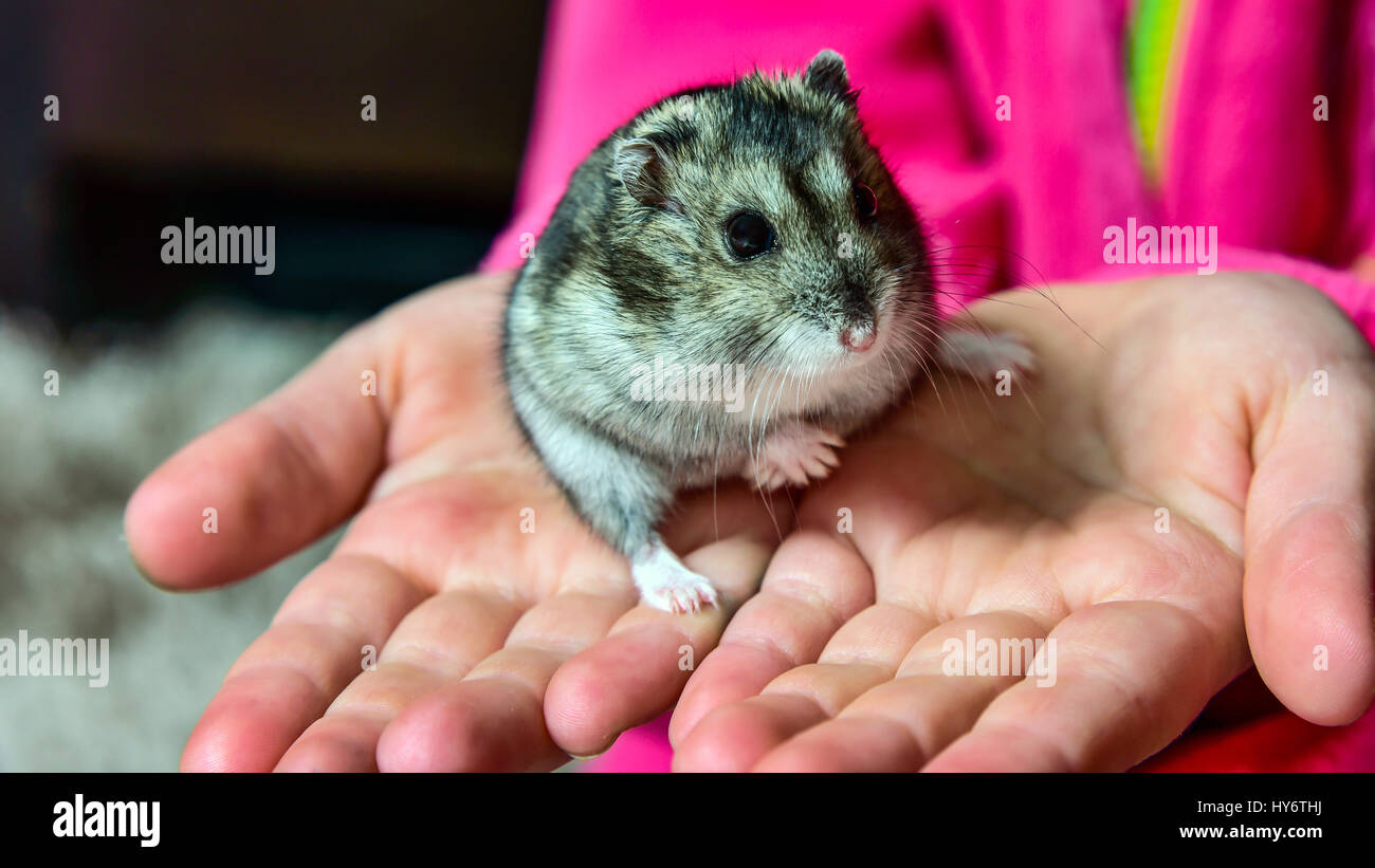 Grey dwarf hamster gray hamster hi-res stock photography and images - Alamy