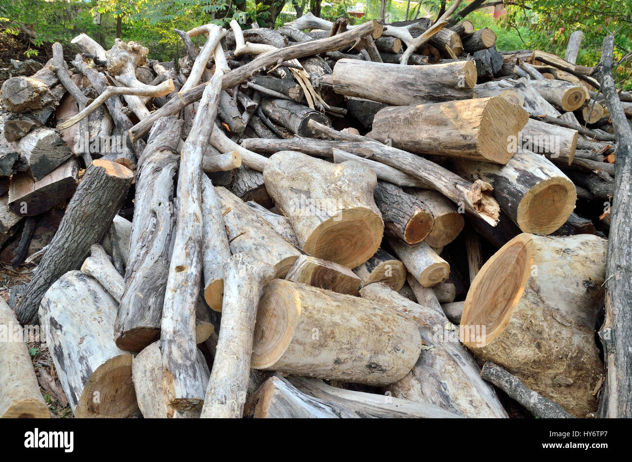 Pile of tree branch Stock Photo - Alamy