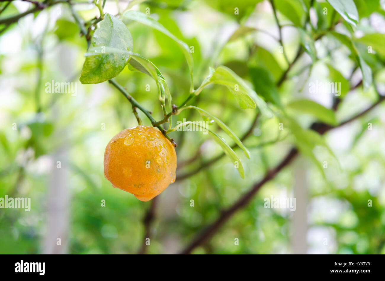 Close up orange and water drop Stock Photo - Alamy