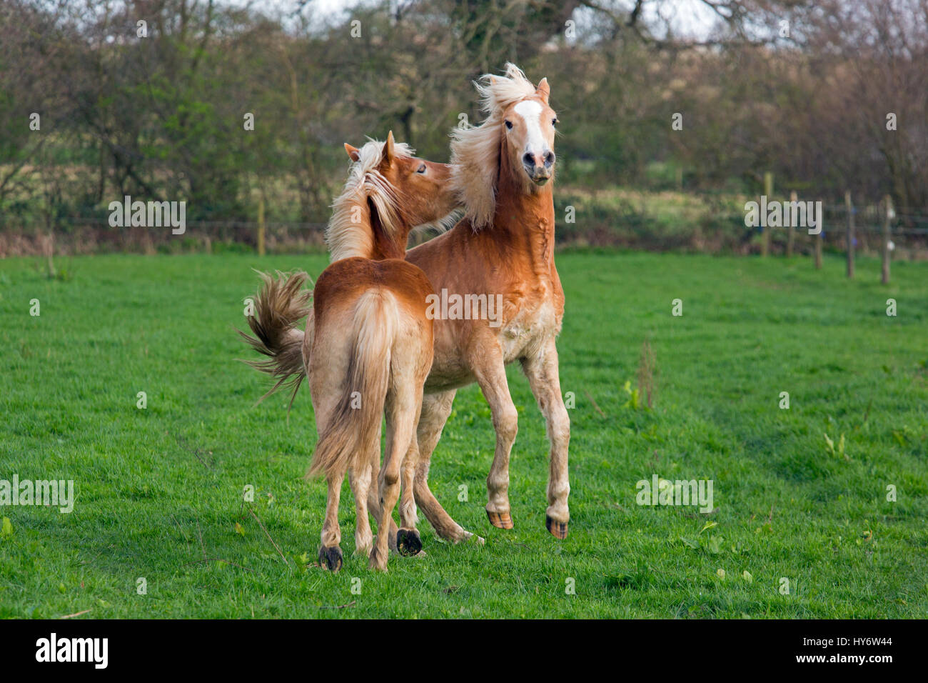 Avelignese hi-res stock photography and images - Alamy