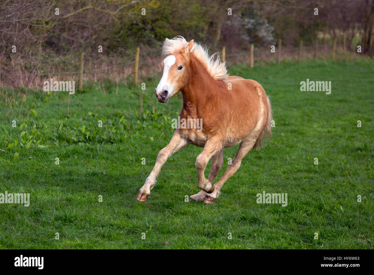 Sturdy and young hi-res stock photography and images - Alamy
