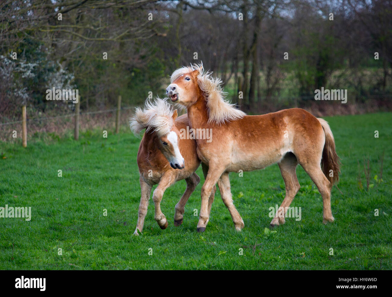 Haflinger horses young yearling mares running in meadow Stock Photo - Alamy