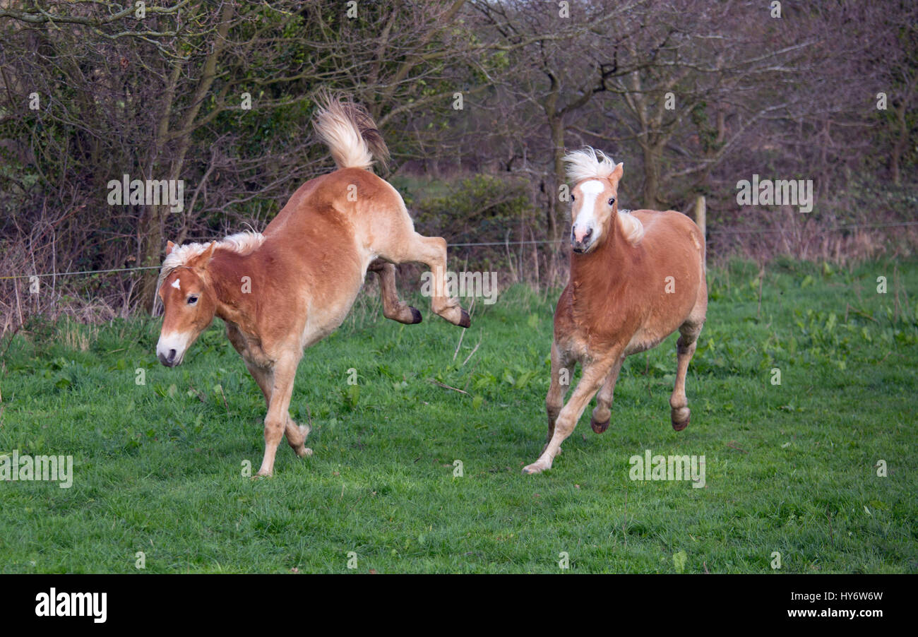 Haflinger horses young yearling mares running in meadow Stock Photo - Alamy